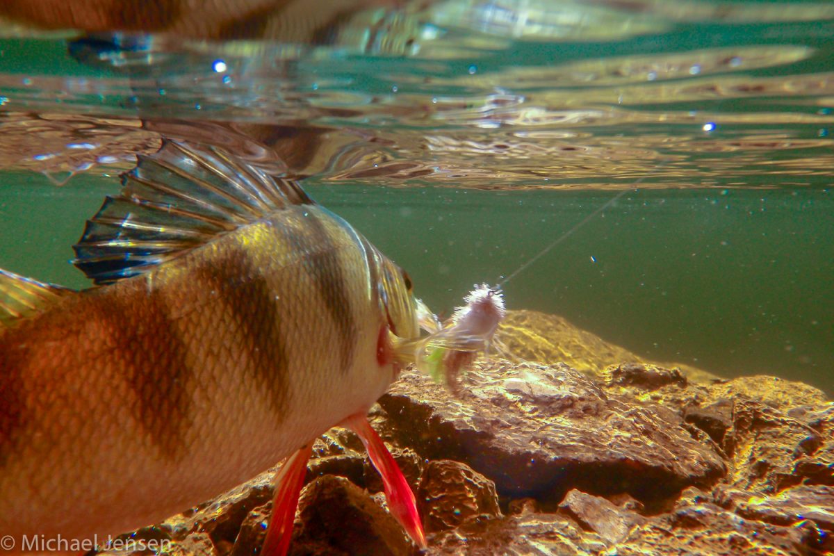 Summer perch – on the surface… and below - Ahrex Hooks