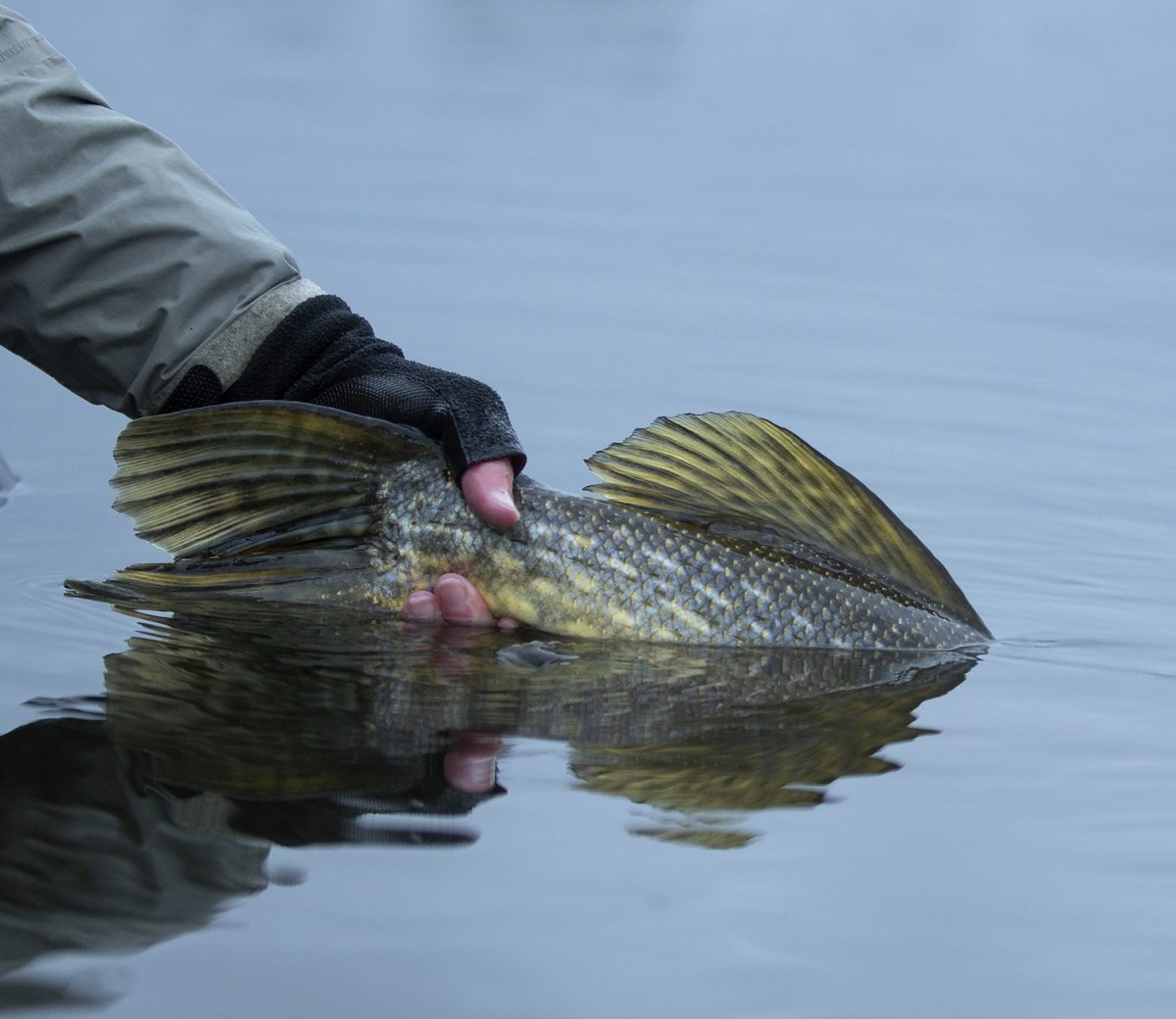 Fall pike - Ahrex Hooks