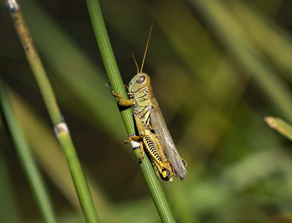 Terrestrials – or land insects - Ahrex Hooks