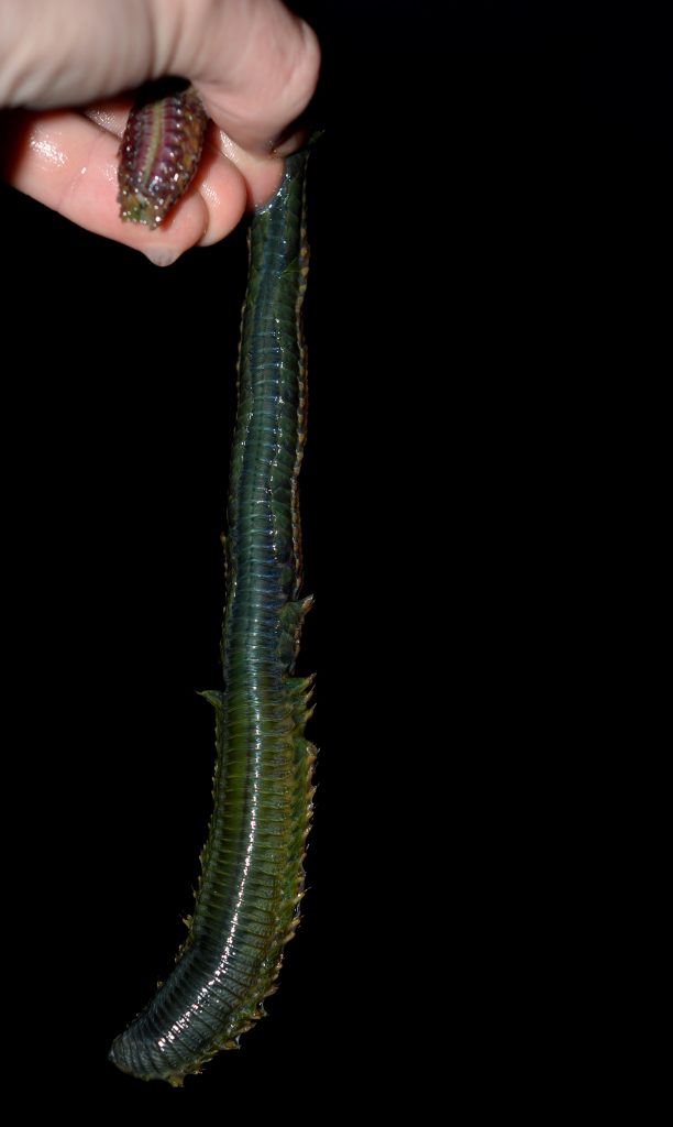 Rag Worms - Ahrex Hooks