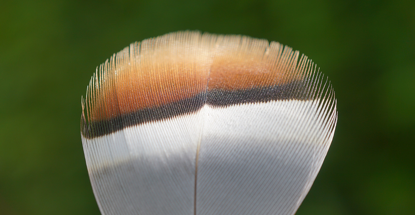 The Partridge - Ahrex Hooks