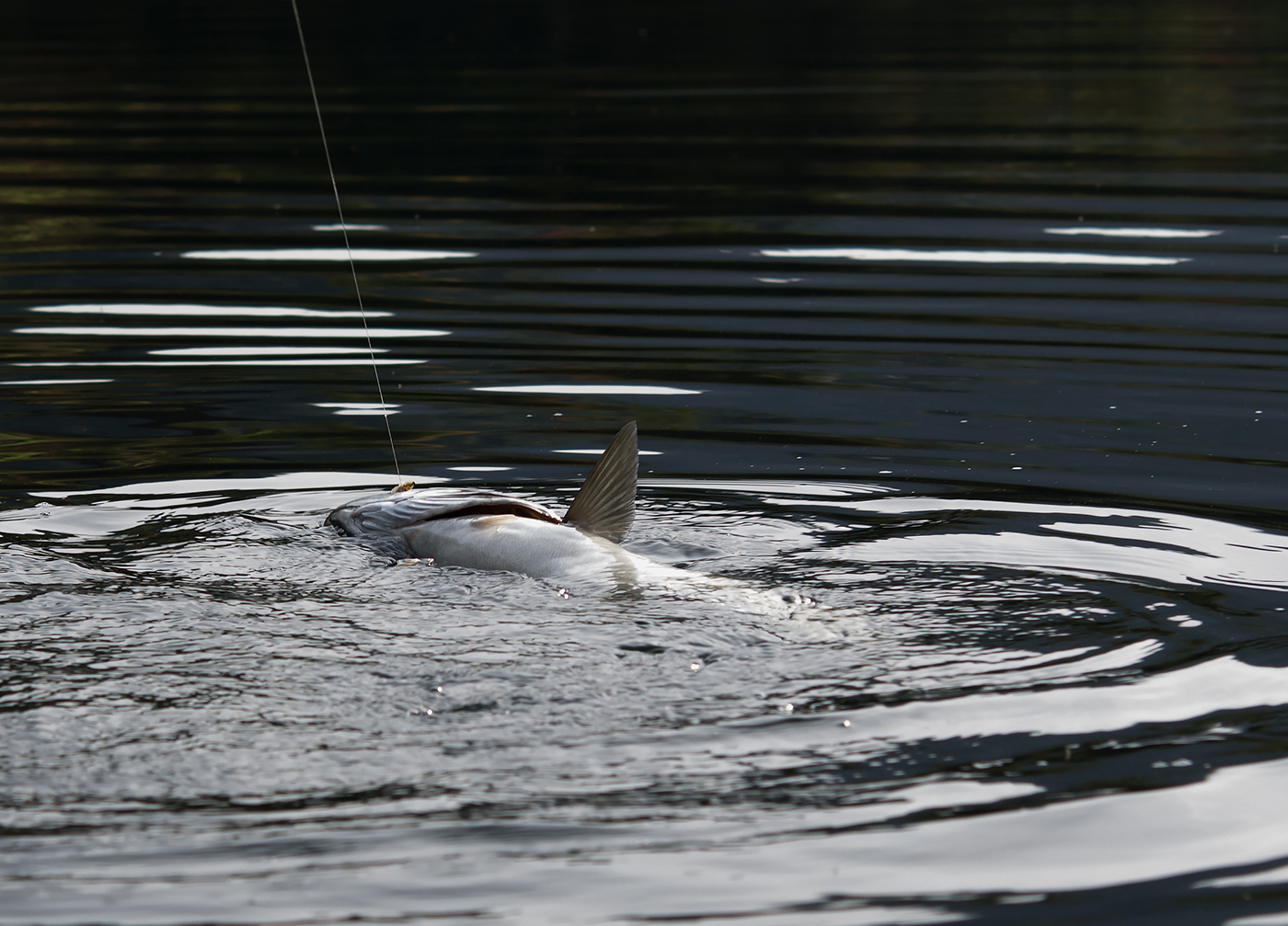 Flounder and coal fish - Ahrex Hooks