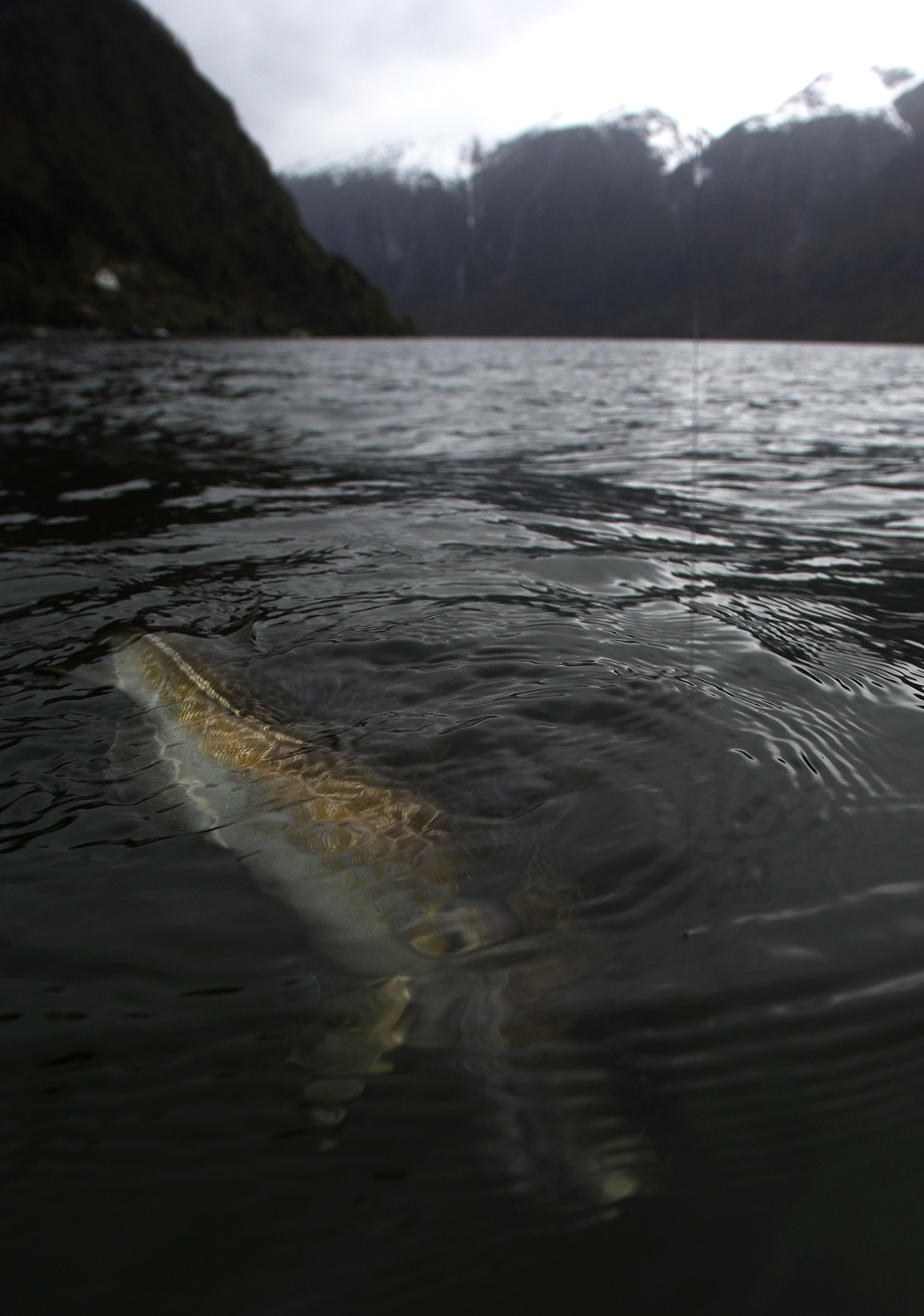 Flounder and coal fish - Ahrex Hooks