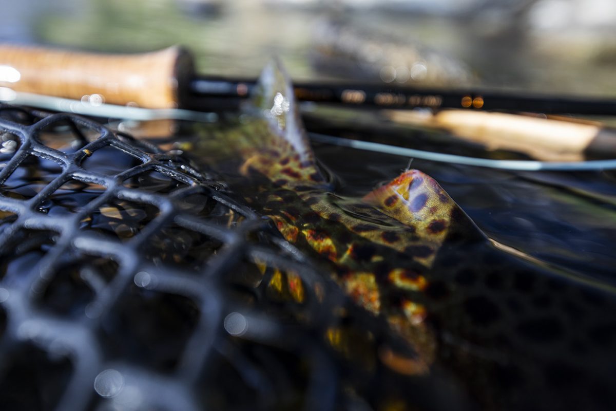 The Stimulator - Ahrex Hooks